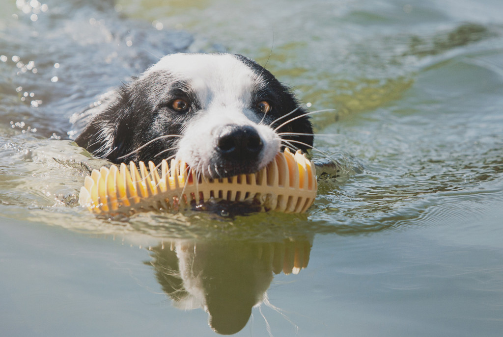 Floating Fetch Toys for Dogs | Sum-Plast